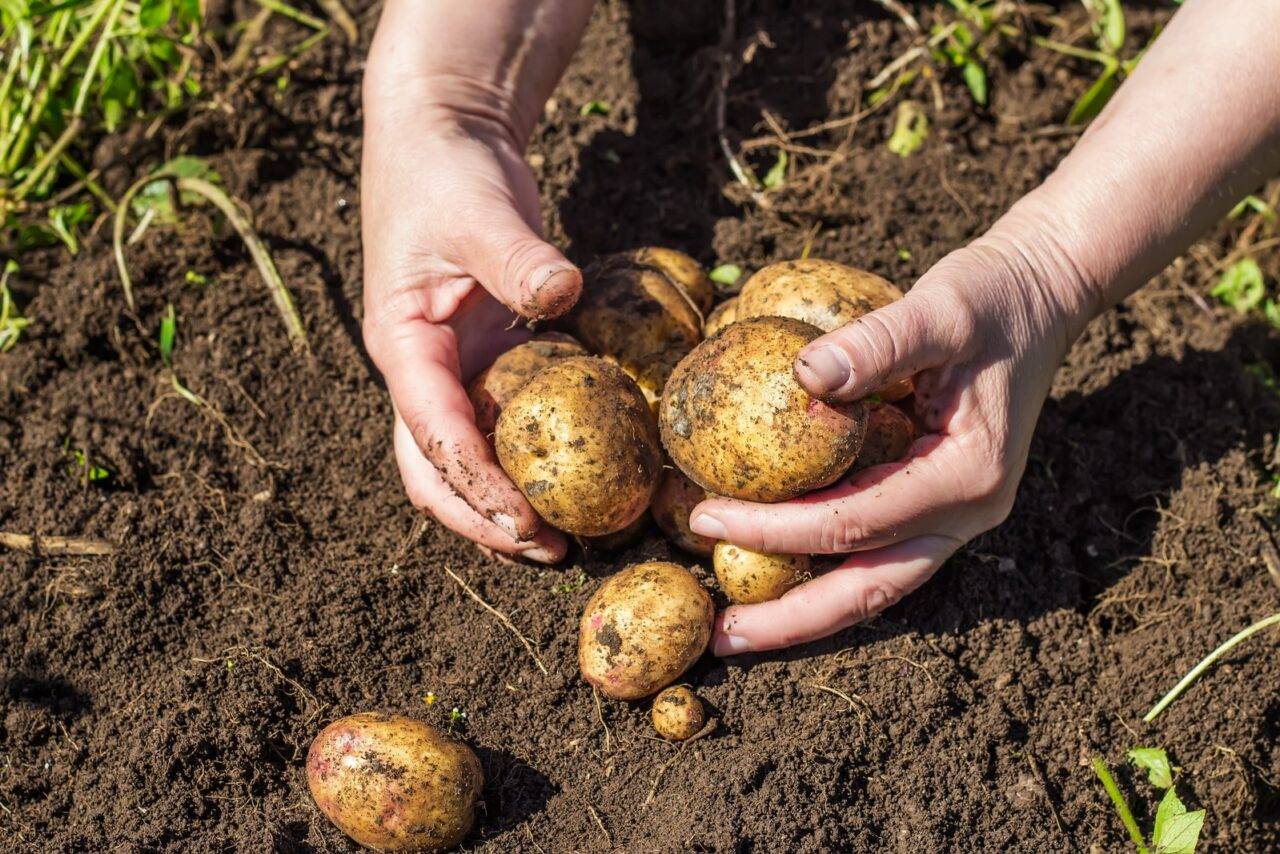 'The Potato Dig' at Fairfield! - Fairfield College | Specialist College ...